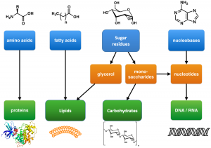 CH105: Chapter 6 - A Brief History of Natural Products and Organic ...