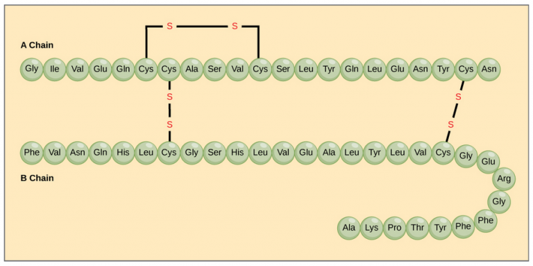 Chapter 2: Protein Structure - Chemistry