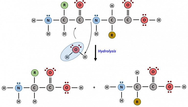 Chapter 2: Protein Structure - Chemistry