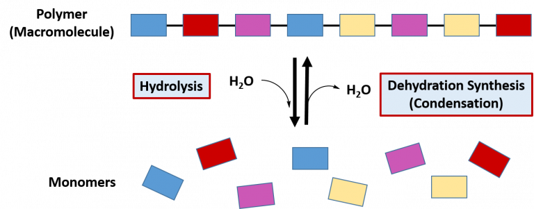 Chapter 7: Catalytic Mechanisms of Enzymes - Chemistry
