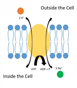 CH103 - CHAPTER 4: Ions and Ionic Compounds - Chemistry
