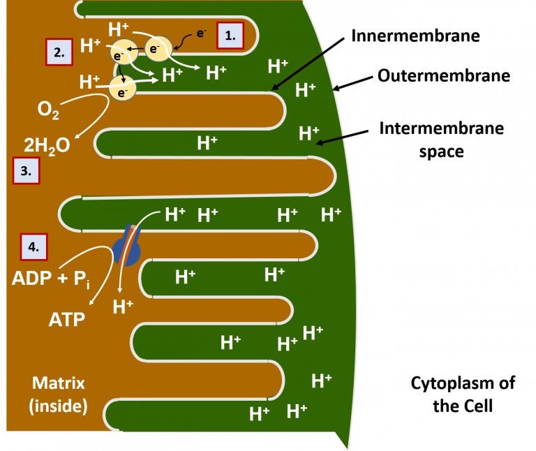 CH103 - Chapter 7: Chemical Reactions in Biological Systems - Chemistry
