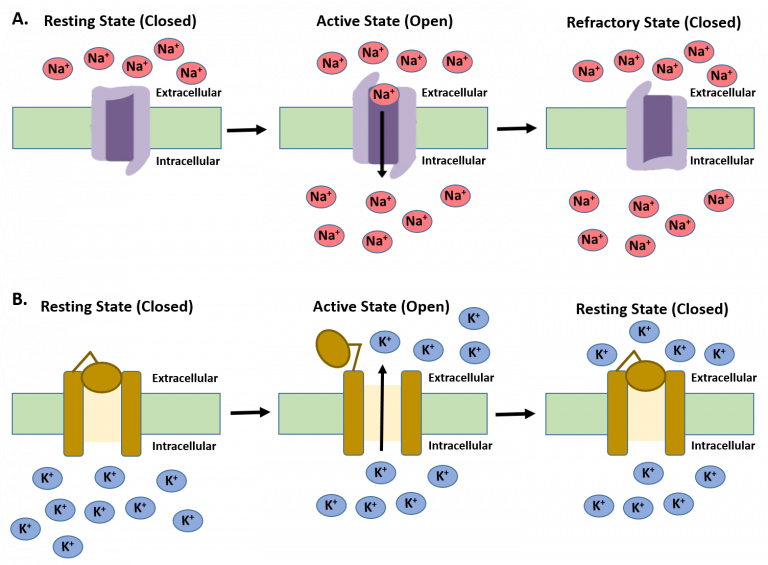 CH103 - CHAPTER 4: Ions and Ionic Compounds - Chemistry