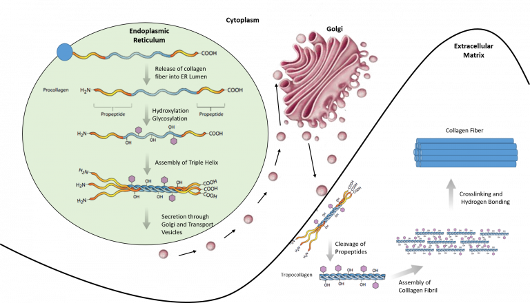 Chapter 2: Protein Structure - Chemistry