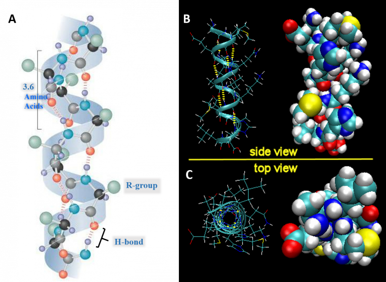 Chapter 2: Protein Structure - Chemistry