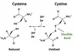 Chapter 2: Protein Structure - Chemistry