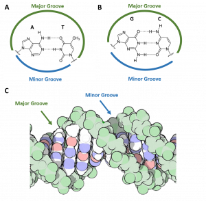 Chapter 4: DNA, RNA, and the Human Genome - Chemistry