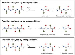 Chapter 7: Catalytic Mechanisms of Enzymes - Chemistry