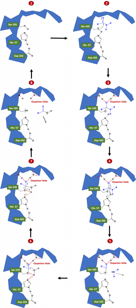Chapter 7: Catalytic Mechanisms of Enzymes - Chemistry
