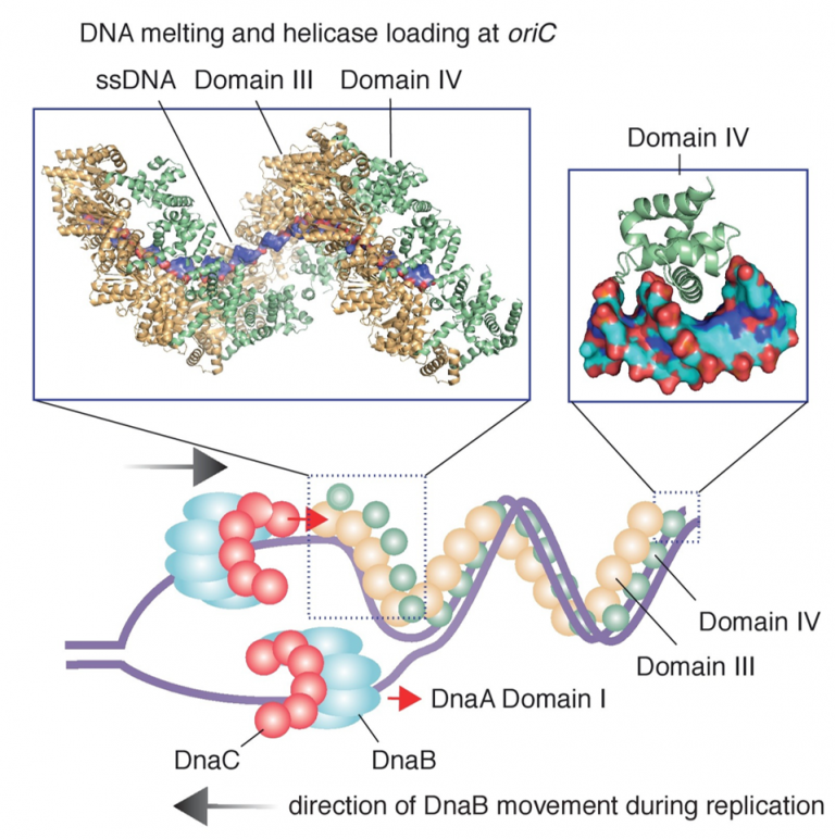 Chapter 9: DNA Replication - Chemistry