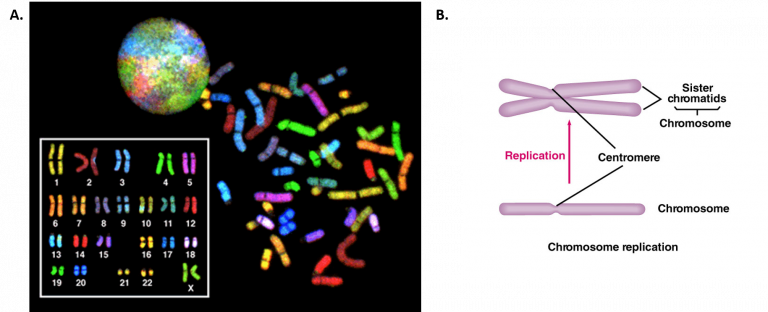 Chapter 9: DNA Replication - Chemistry